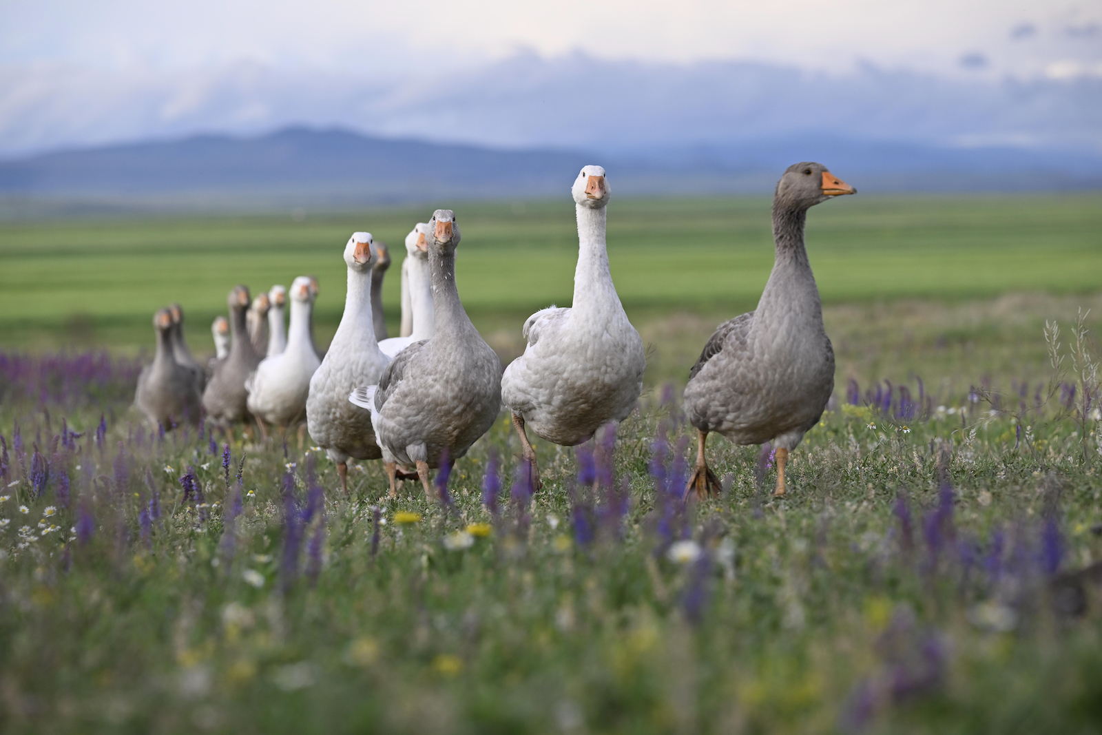 AA | Yılın Kareleri
